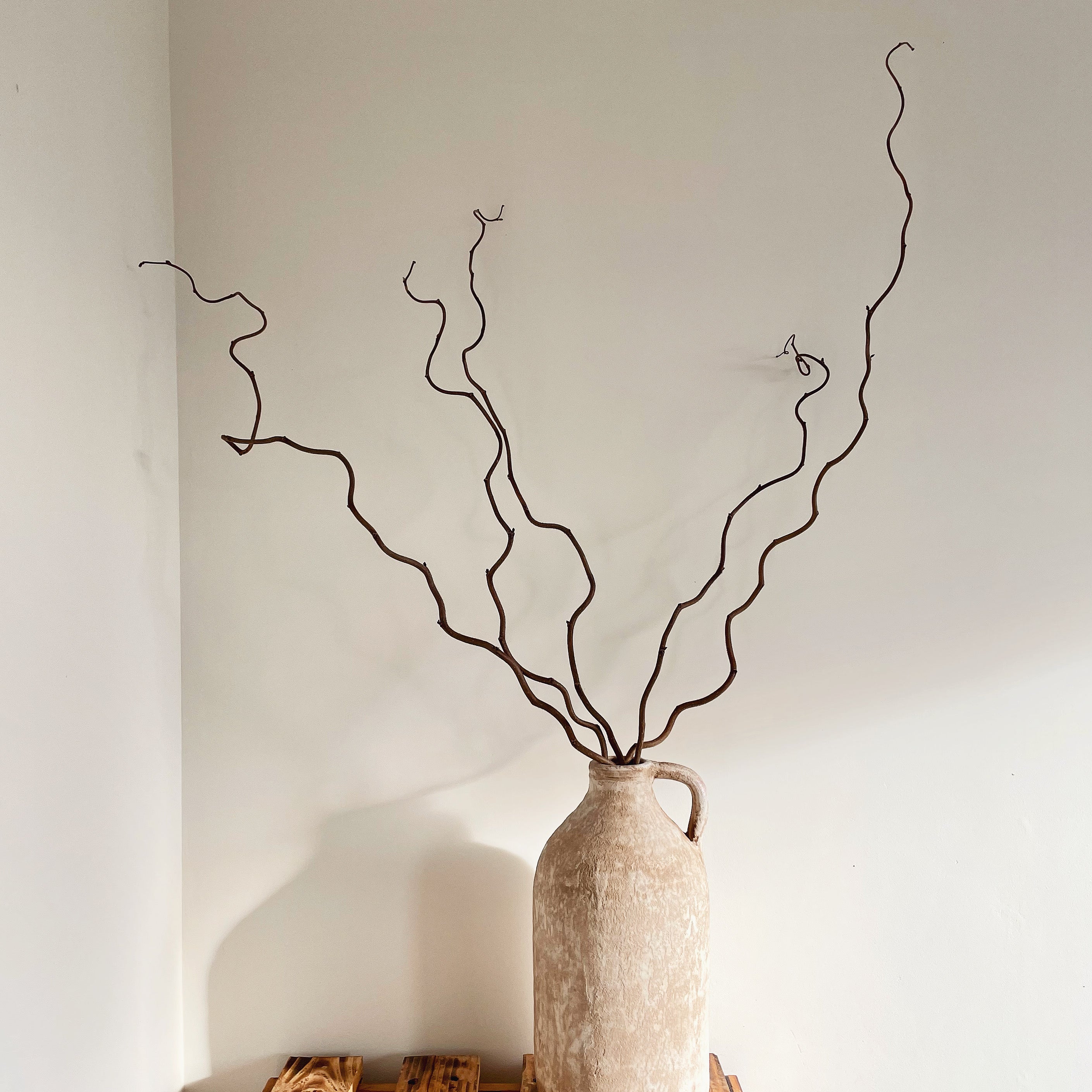 Dried Twisted Hazel (Corylus avellana contorta) – Coco Boa